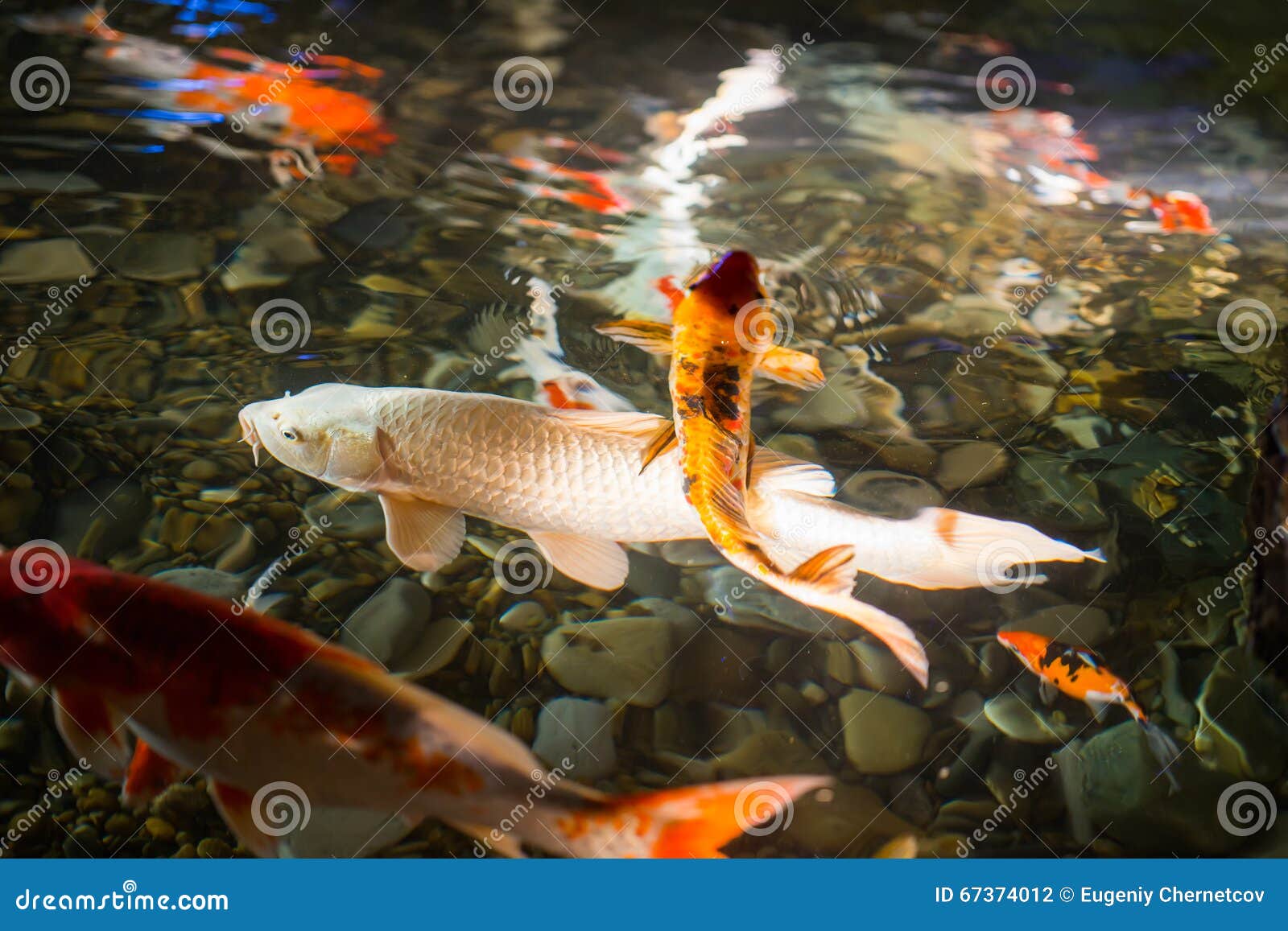 Asian Carp Swim in Water Pond Stock Photo - Image of aquatic, fish ...