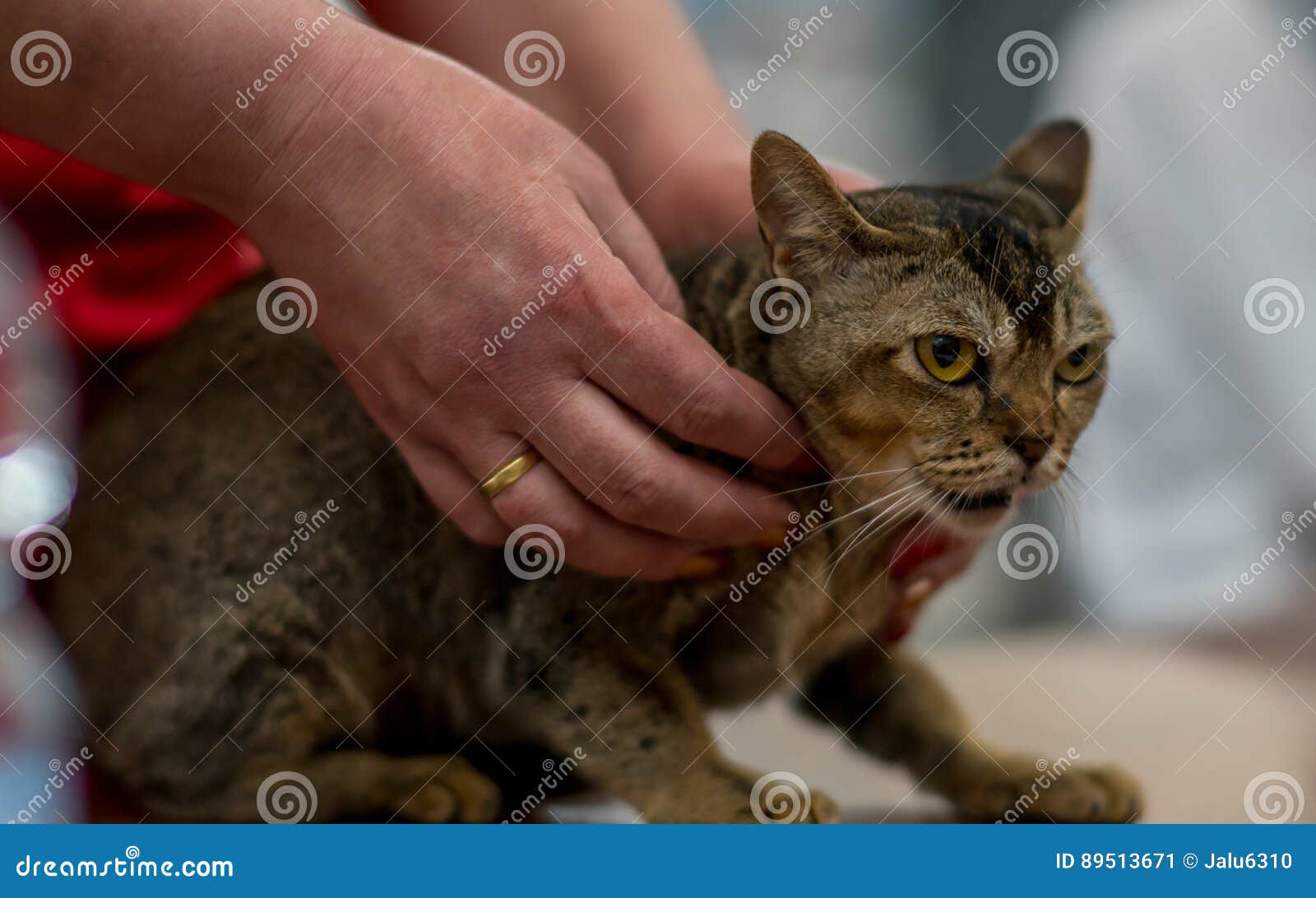 Asian cat stock image. Image of feline, asian, bokeh - 89513671