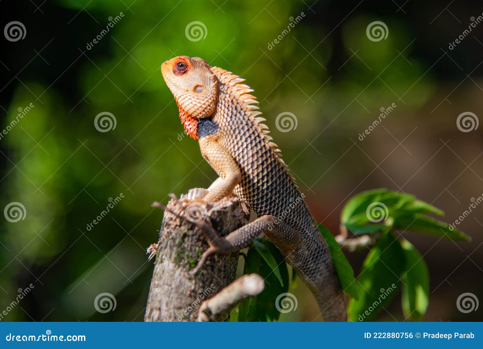 Asian Chameleon Reptile Animal Stock Photo - Image of pattern, lizard ...