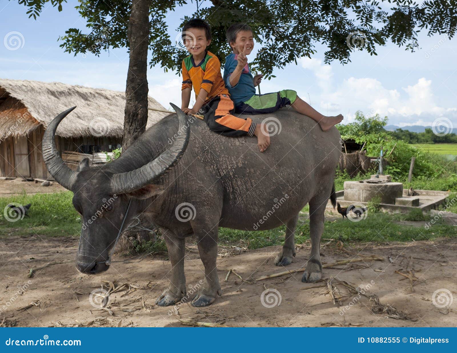 Asian Children Ride on Water Buffalo Stock Image - Image of child, boys ...