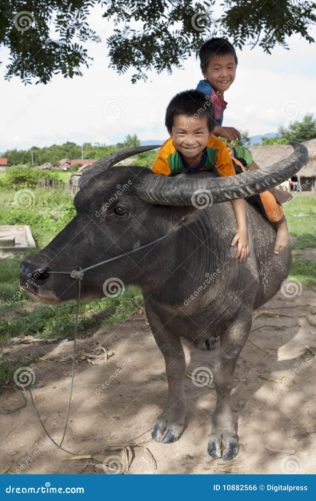 Asian Children Ride on Water Buffalo Stock Photo - Image of test, boys ...