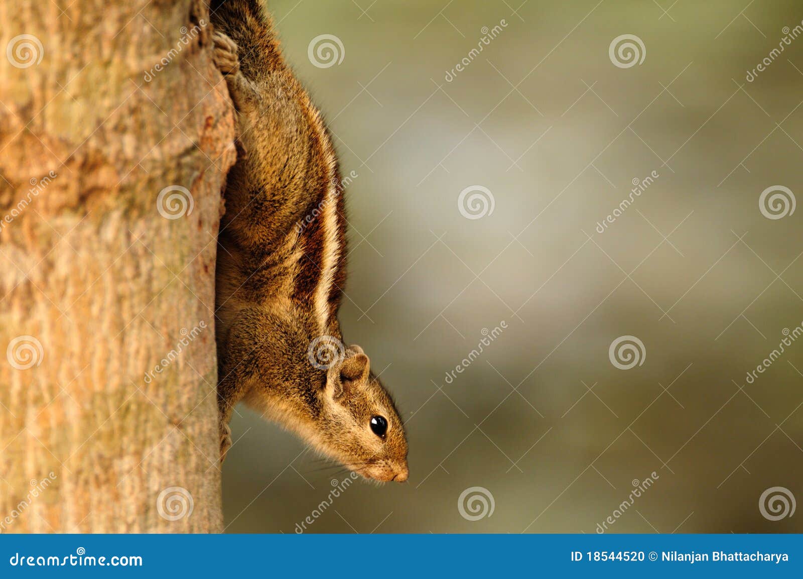 Asian Chimpunk stock photo. Image of forest, curious - 18544520