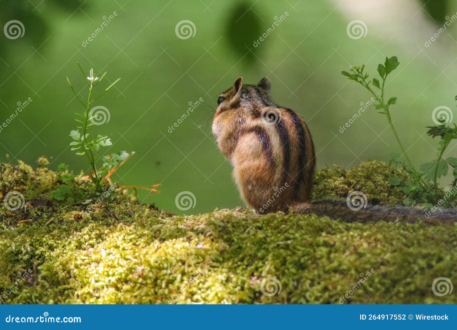 Asian Chipmunk Sitting on Grass by the Lake Stock Photo - Image of ...