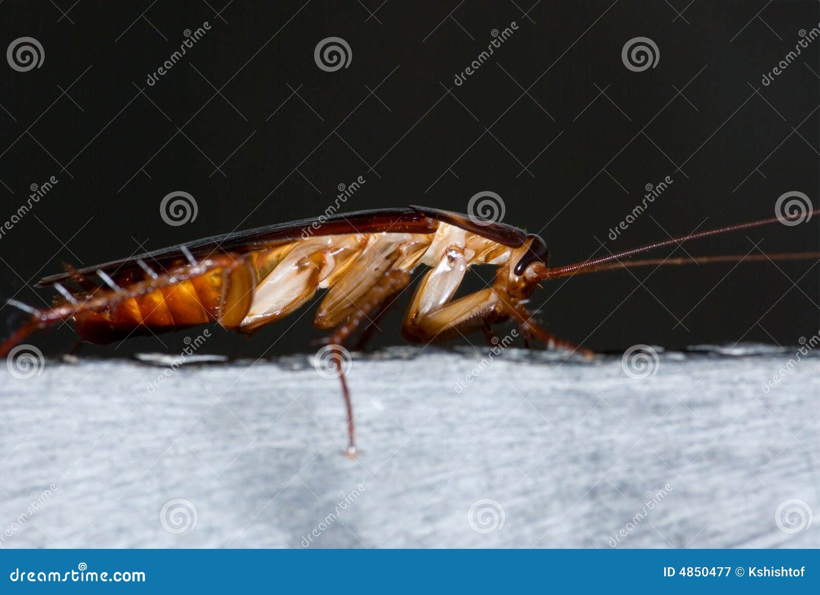 Asian cockroach stock image. Image of asian, board, cockroach - 4850477