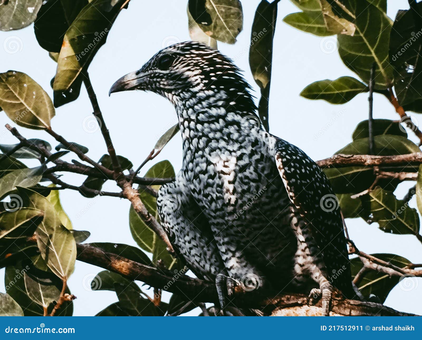 Asian coel bird stock image. Image of green, wildlife - 217512911