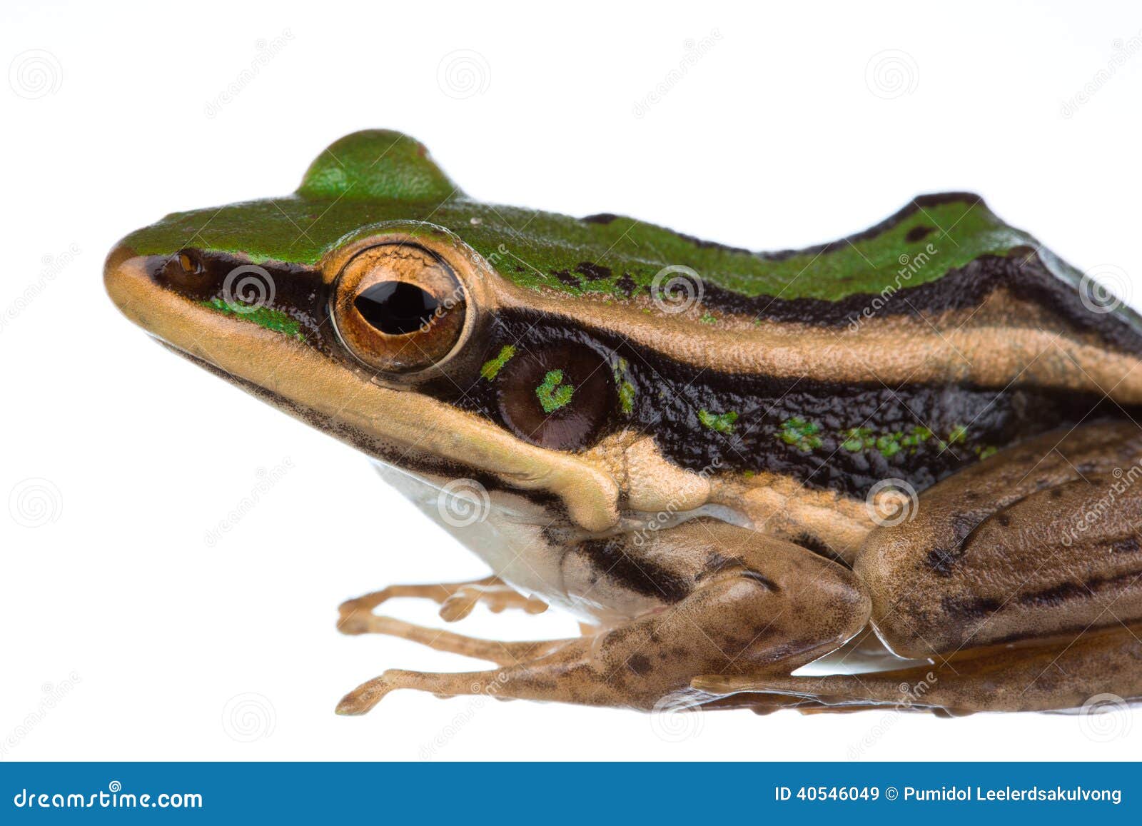 Asian common green frog stock image. Image of gaudy, macro - 40546049