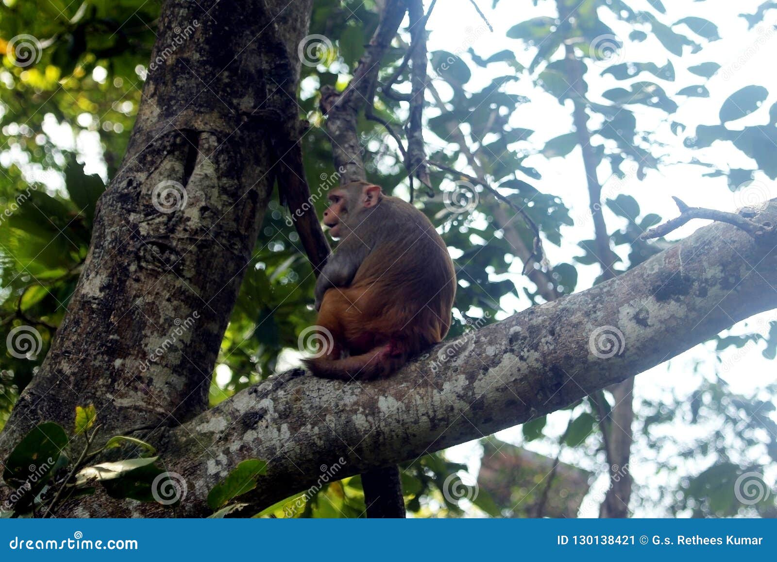Asian Common Toad Duttaphrynus Melanostictus Stock Photo ...
