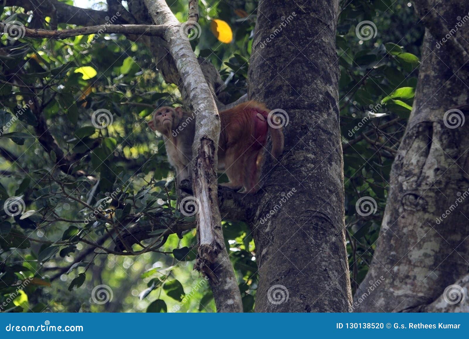 Asian common monkey stock photo. Image of sitting, forest - 130138520