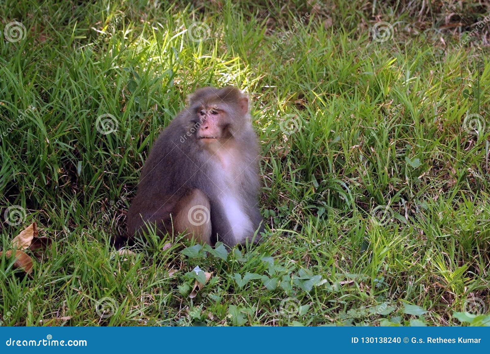 Asian common monkey stock photo. Image of face, animals - 130138240
