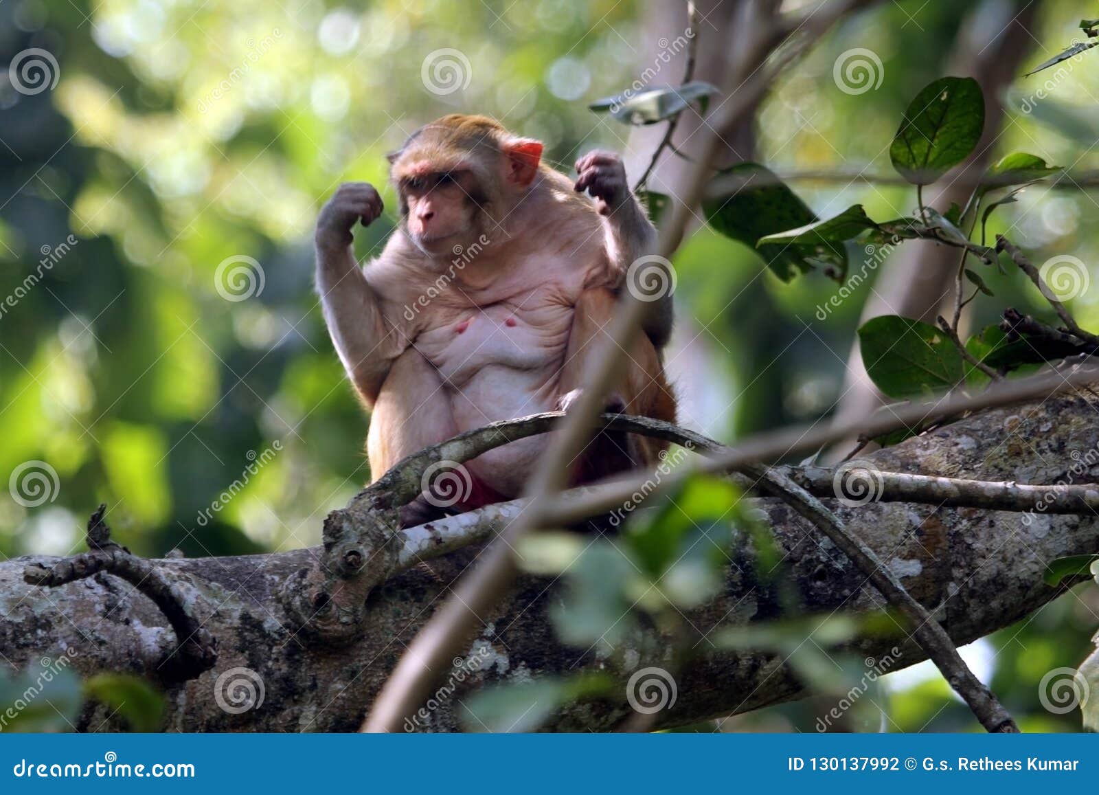 Asian common monkey - 1 stock photo. Image of animal - 130137992