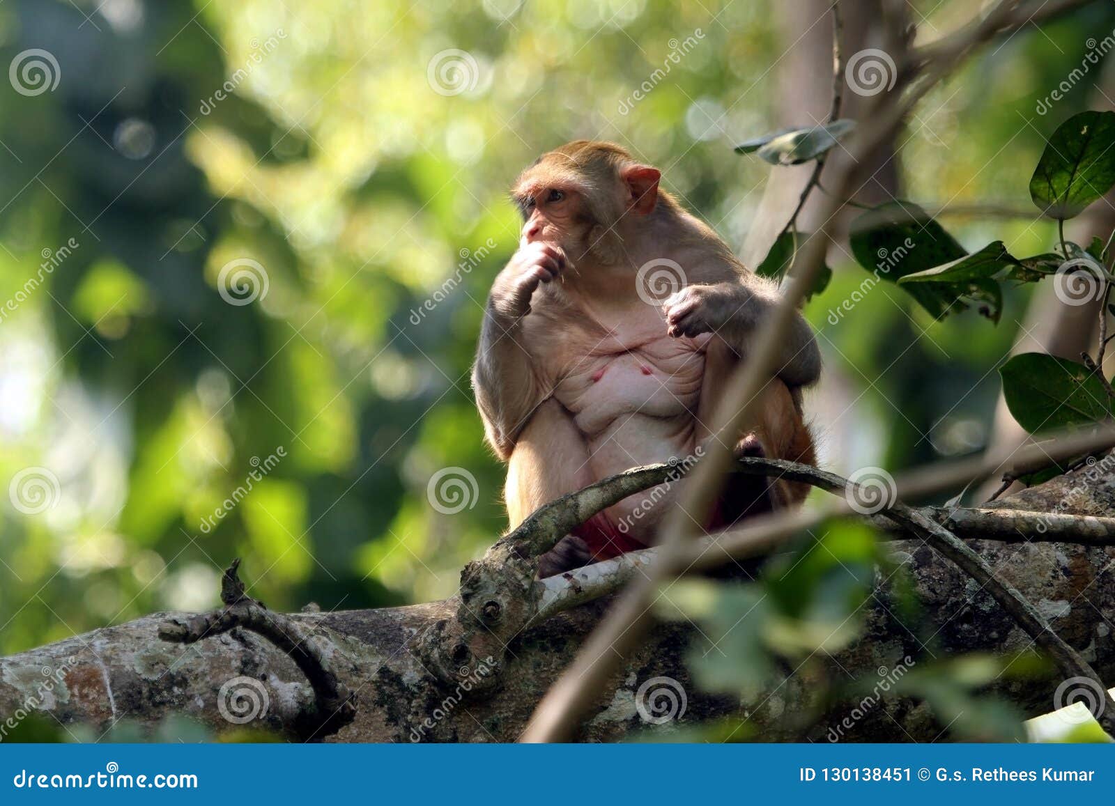 Asian common monkey stock image. Image of animal, wildlife - 130138451
