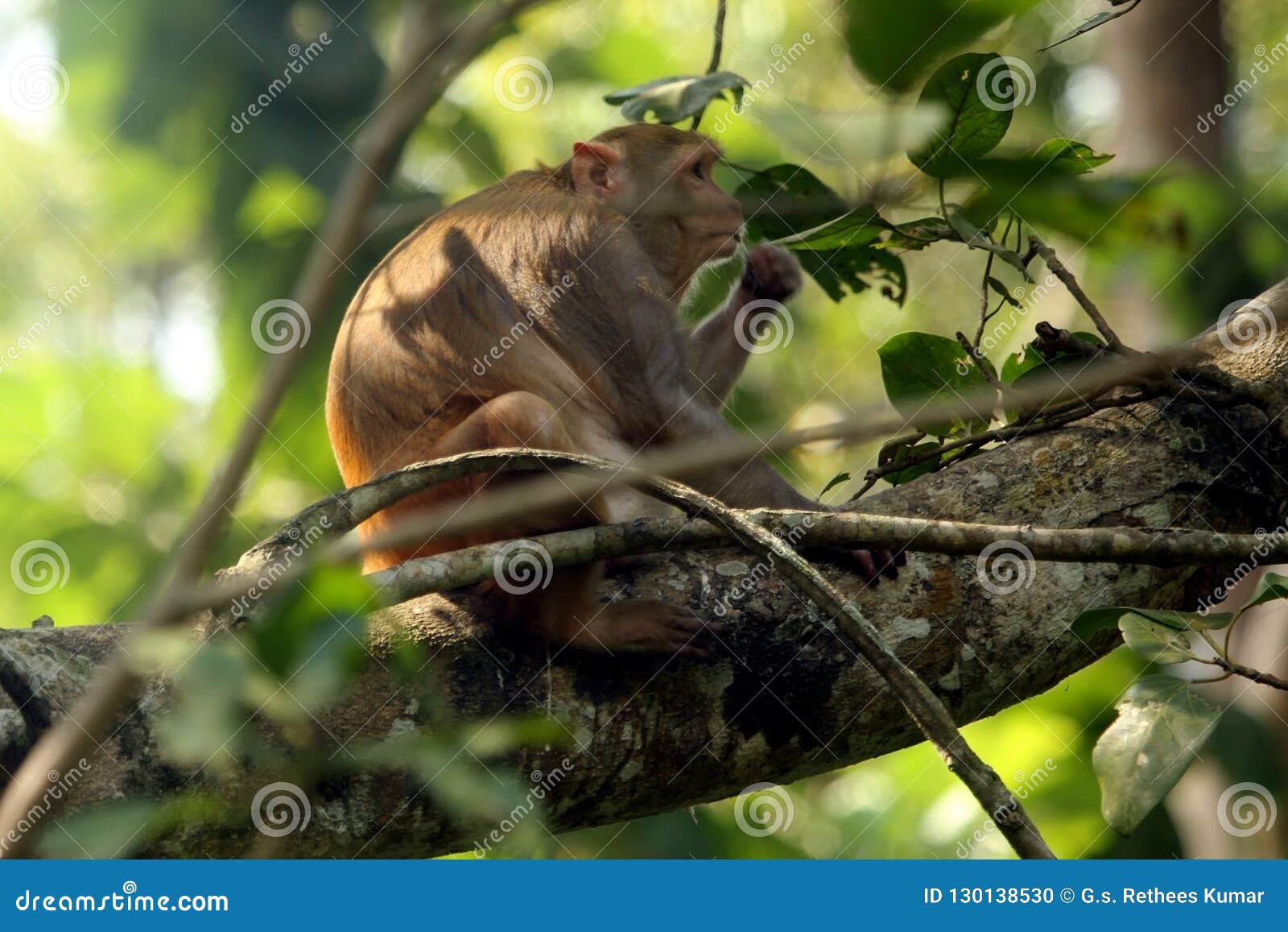Asian common monkey stock photo. Image of indian, india - 130138530
