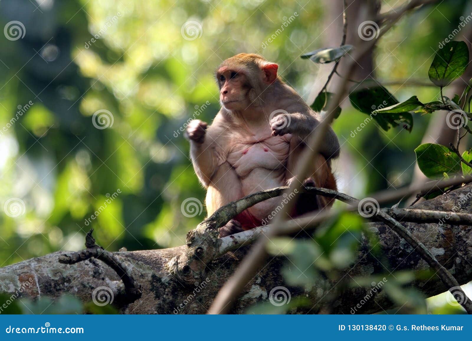 Asian common monkey stock photo. Image of india, macaque - 130138420