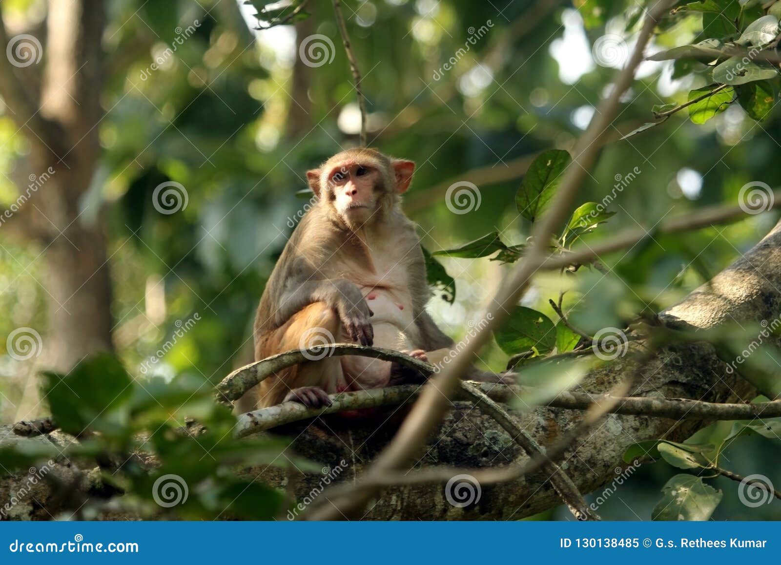 Asian common monkey stock image. Image of nature, monkey - 130138485