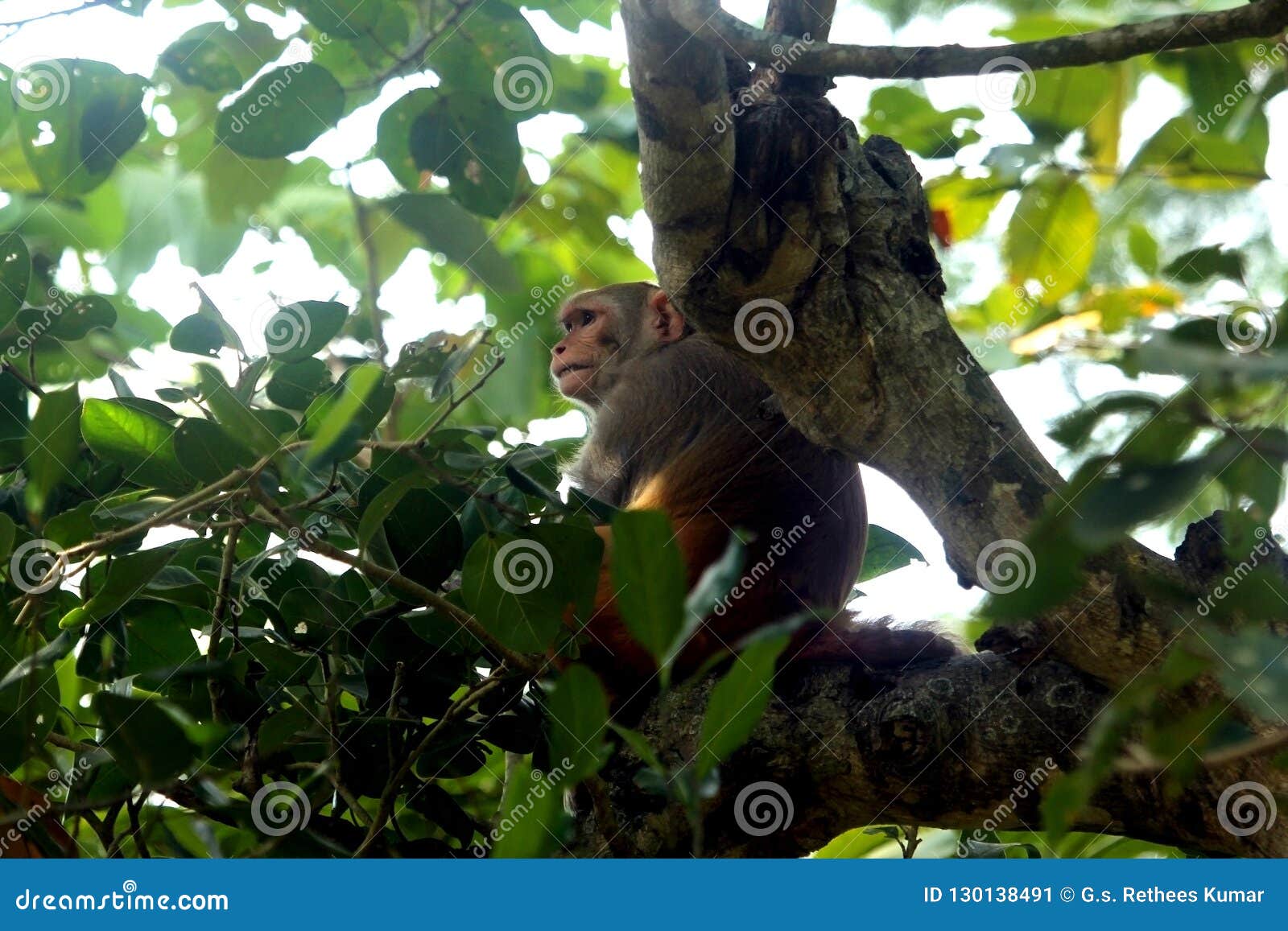Asian common monkey stock image. Image of great, common - 130138491