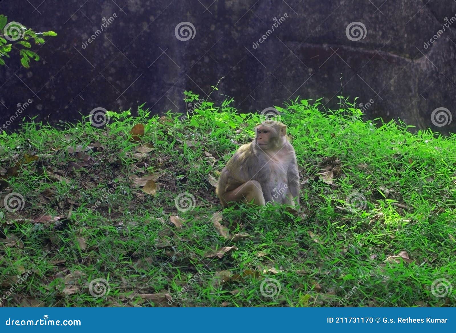 Asian Common Monkey in Zoological Park, India Stock Photo - Image of ...
