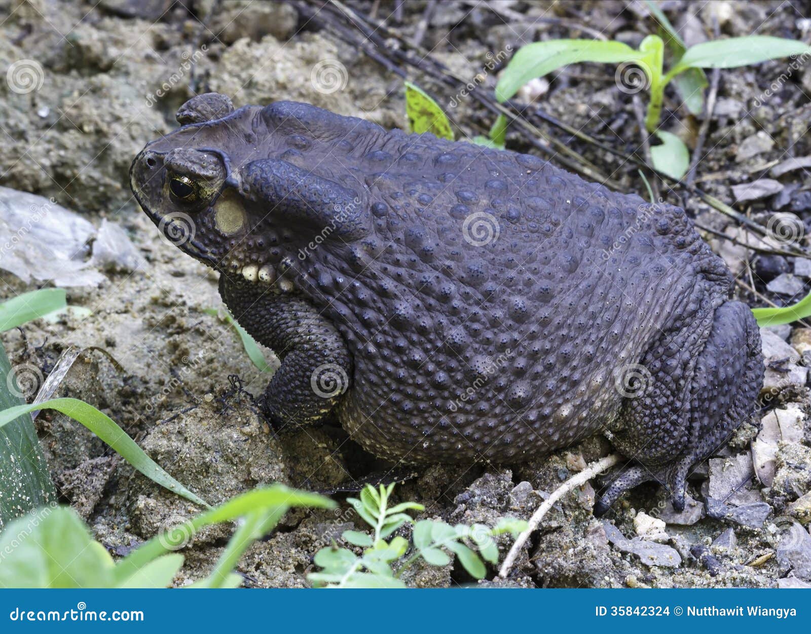 Asian common toad stock photo. Image of urban, leaf, blackspined - 35842324