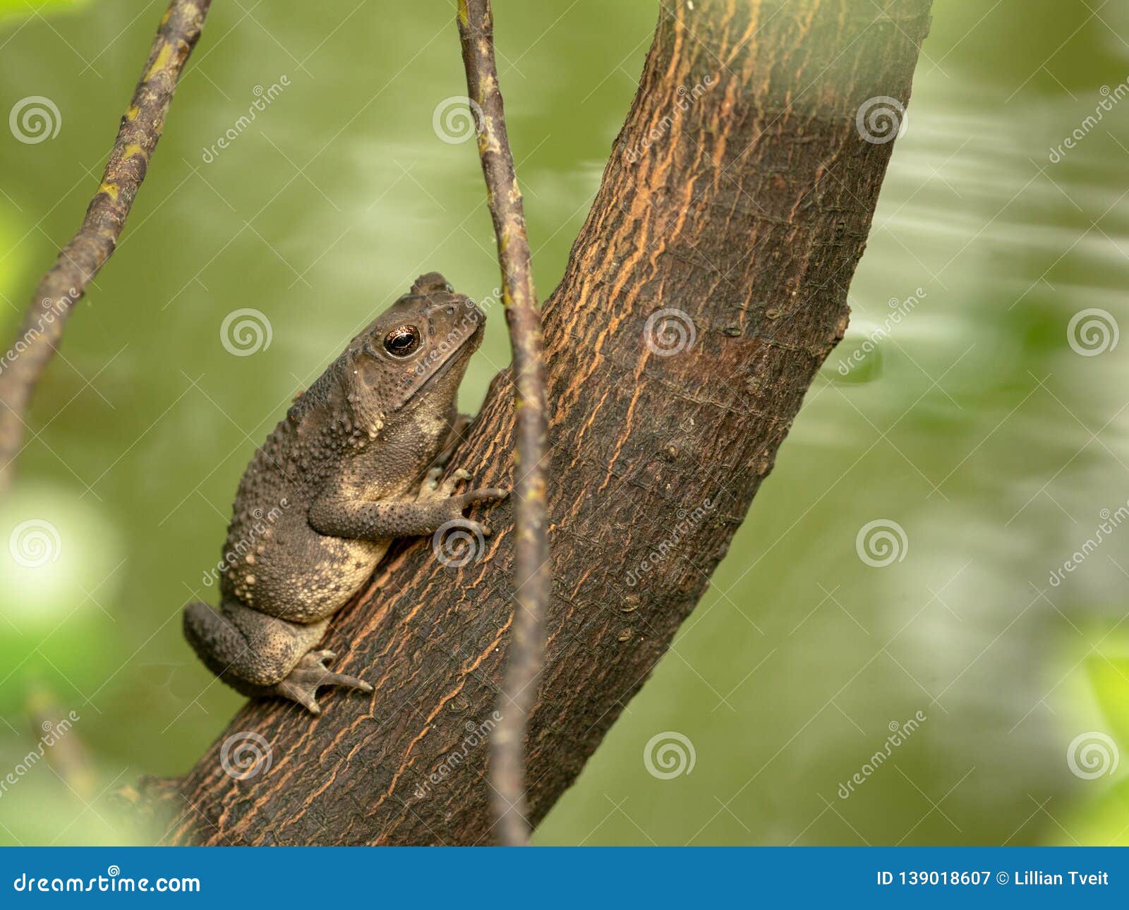 Asian Common Toad, Black-spined Toad, Duttaphrynus Melanostictus ...