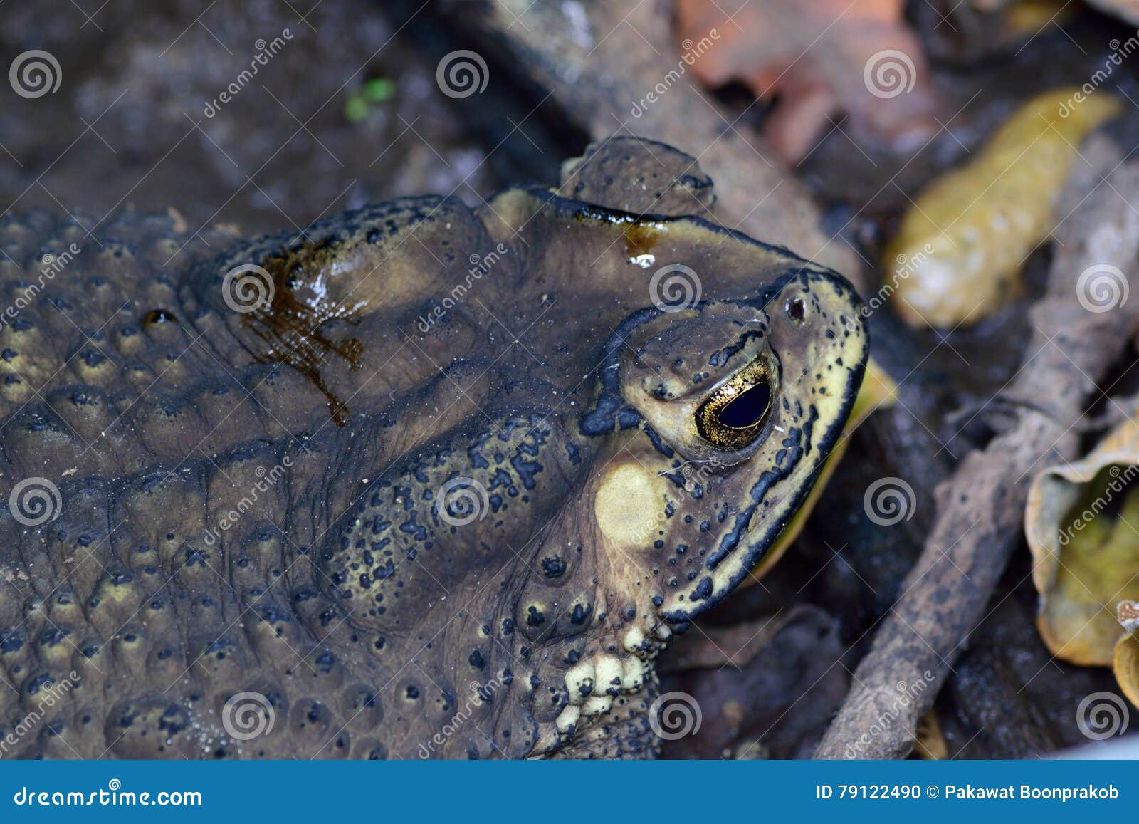 Asian common toad stock photo. Image of amphibian, poisonous - 79122490