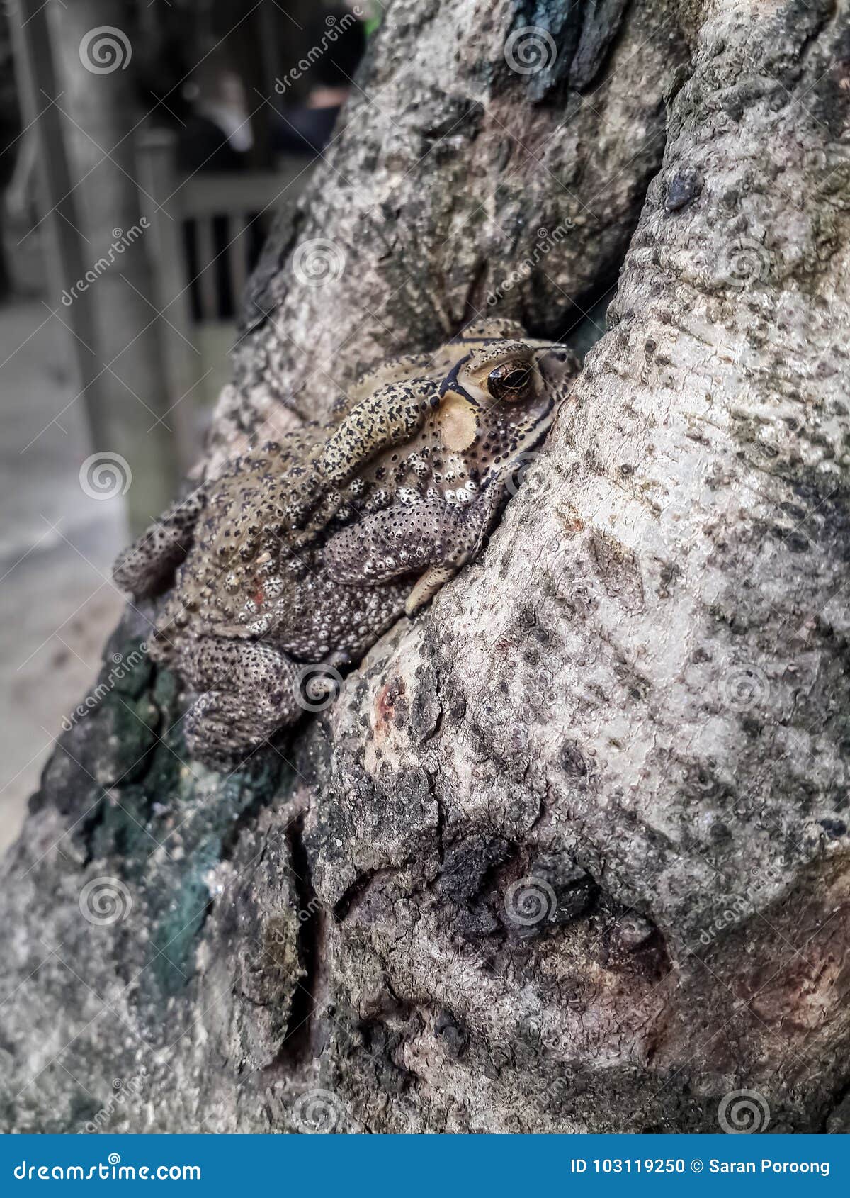 Asian Common Toad Camouflage on Tree Trunk Stock Photo - Image of ...