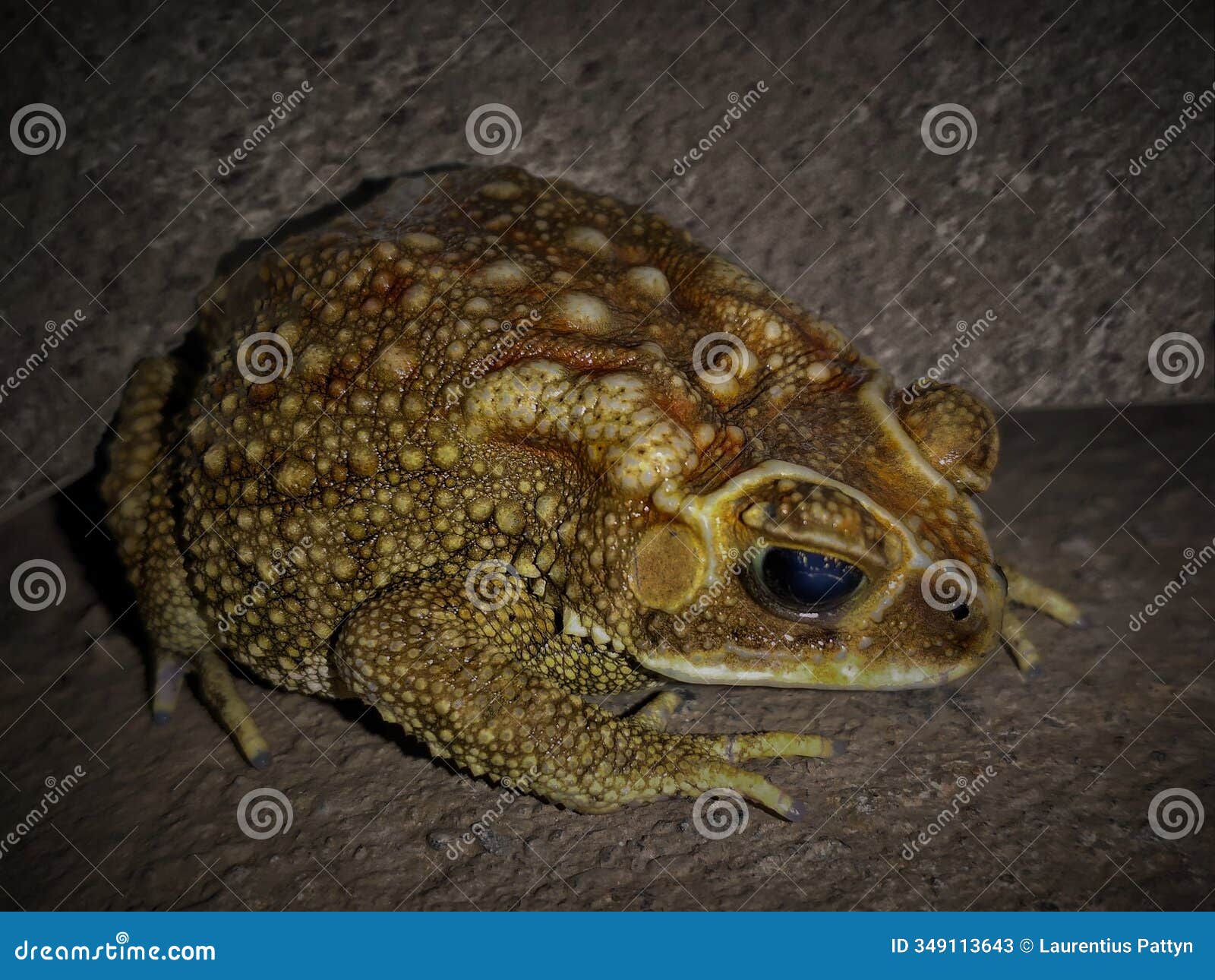 Asian Common Toad with Chubby Body and Warty Skin on Dark Room Texture ...