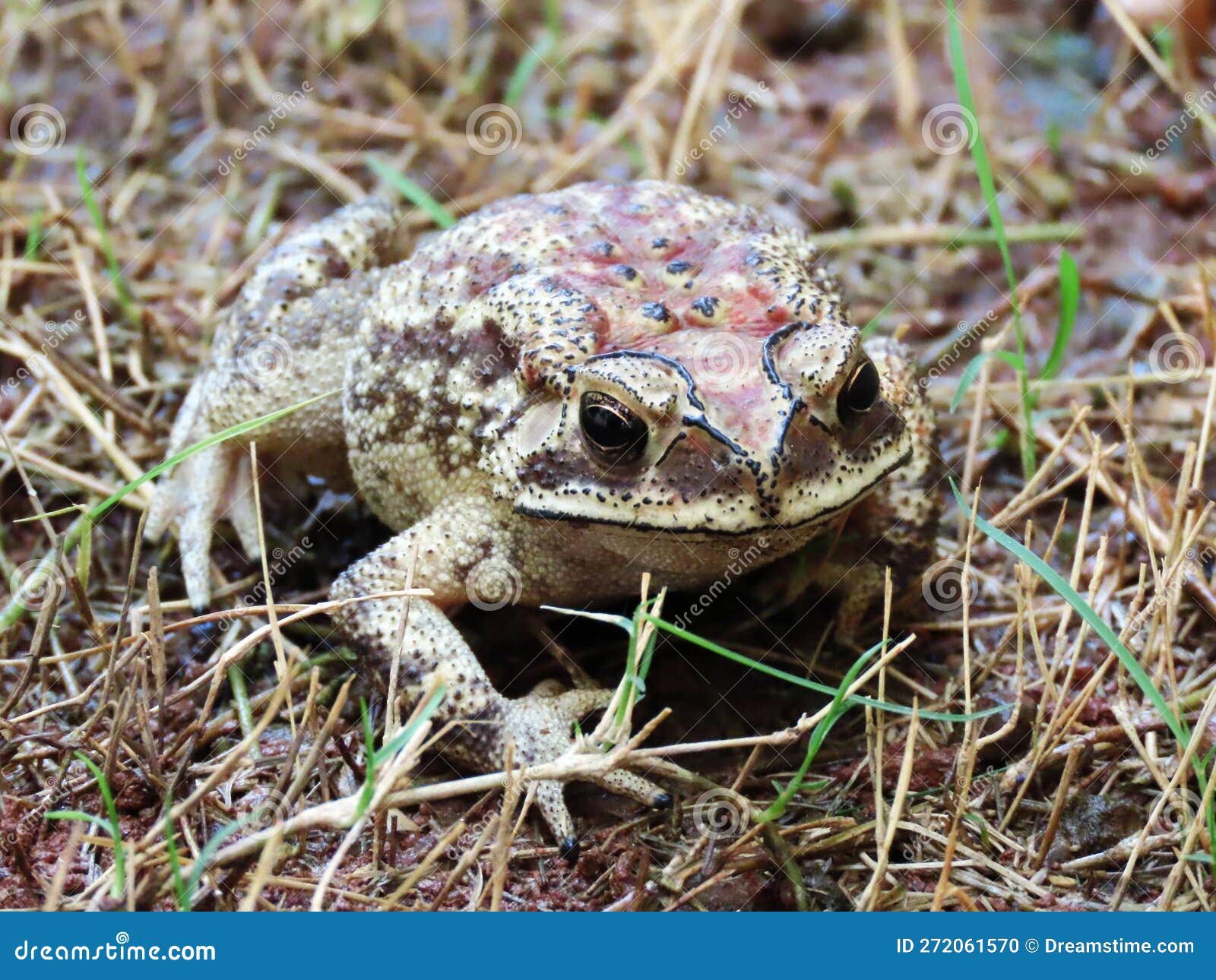 Asian Common Toad Close-up in Grass Stock Photo - Image of black, south ...