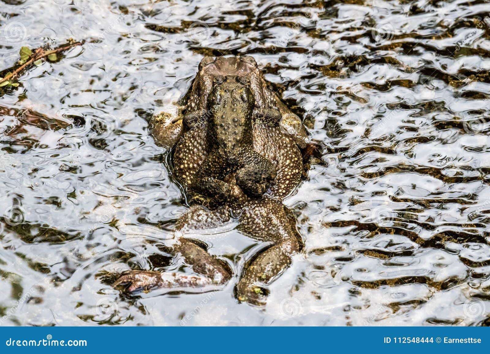 Asian Common Toad Duttaphrynus Melanostictus Stock Photo - Image of ...