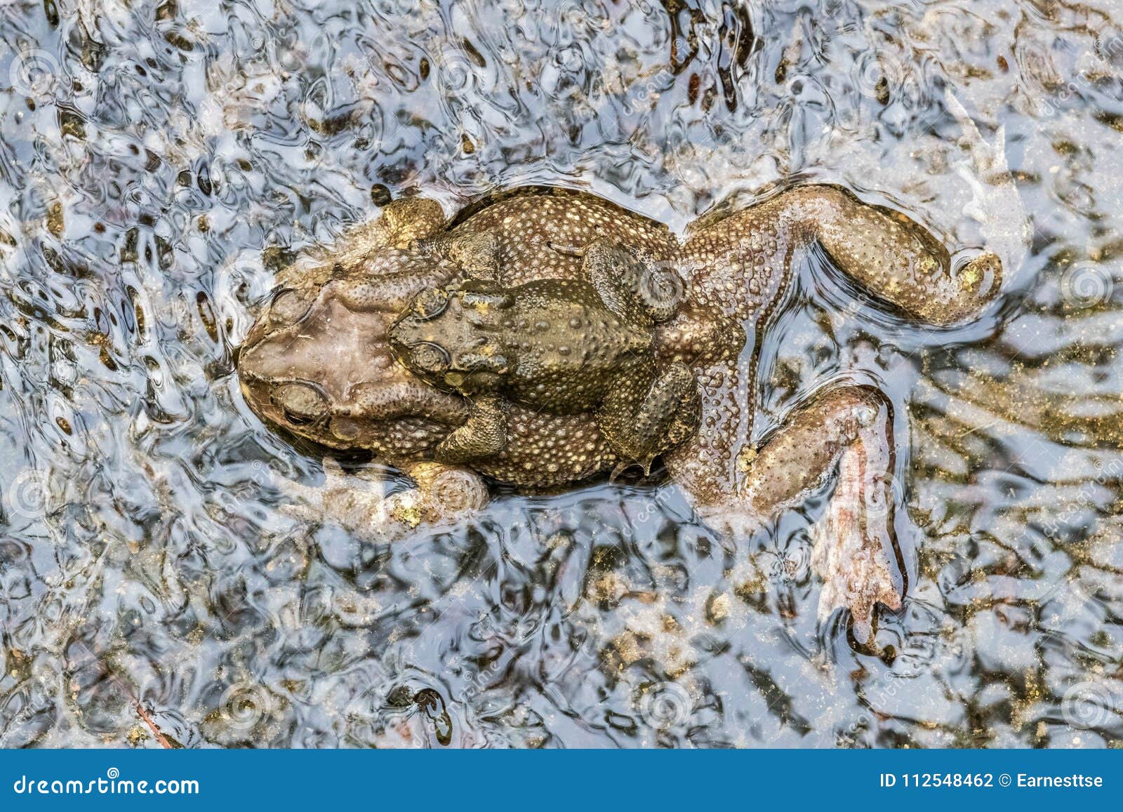 Asian Common Toad Duttaphrynus Melanostictus Stock Photo - Image of ...
