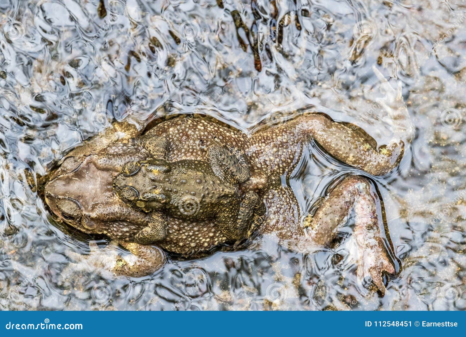Asian Common Toad Duttaphrynus Melanostictus Stock Image - Image of ...