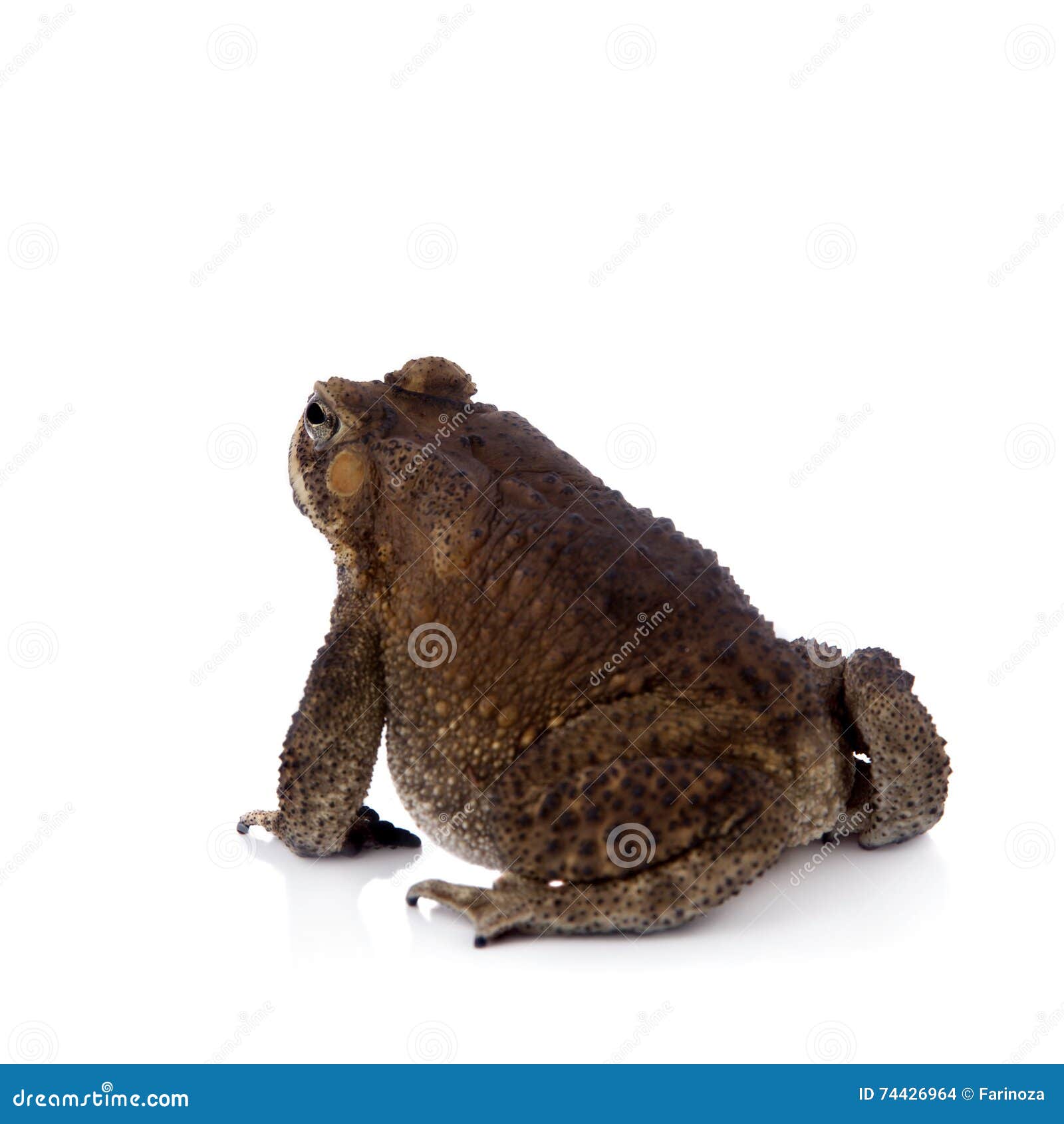 Asian Common Toad Duttaphrynus Melanostictus Stock Photo ...