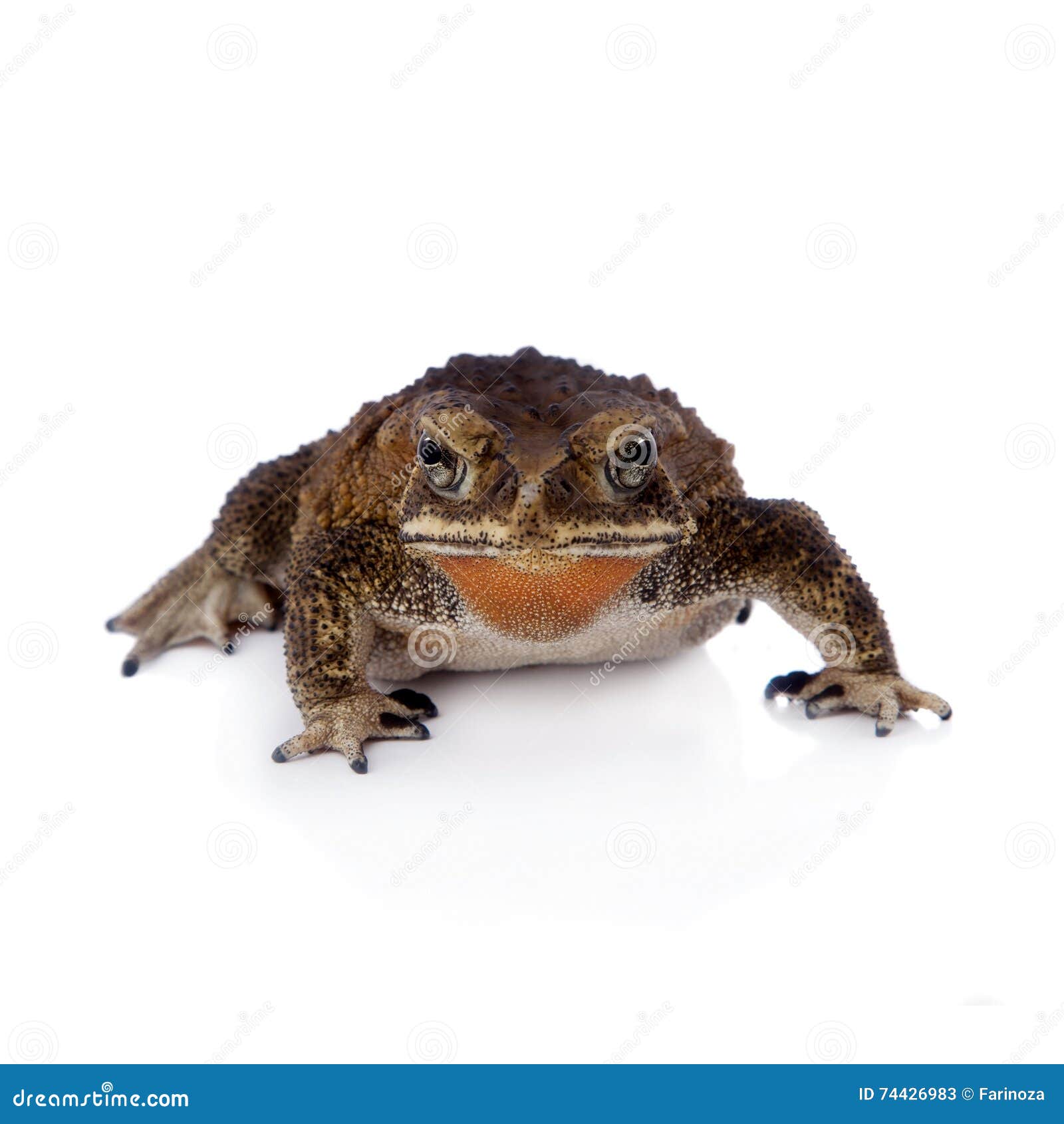 Asian Common Toad on White Background Stock Image - Image of closeup ...