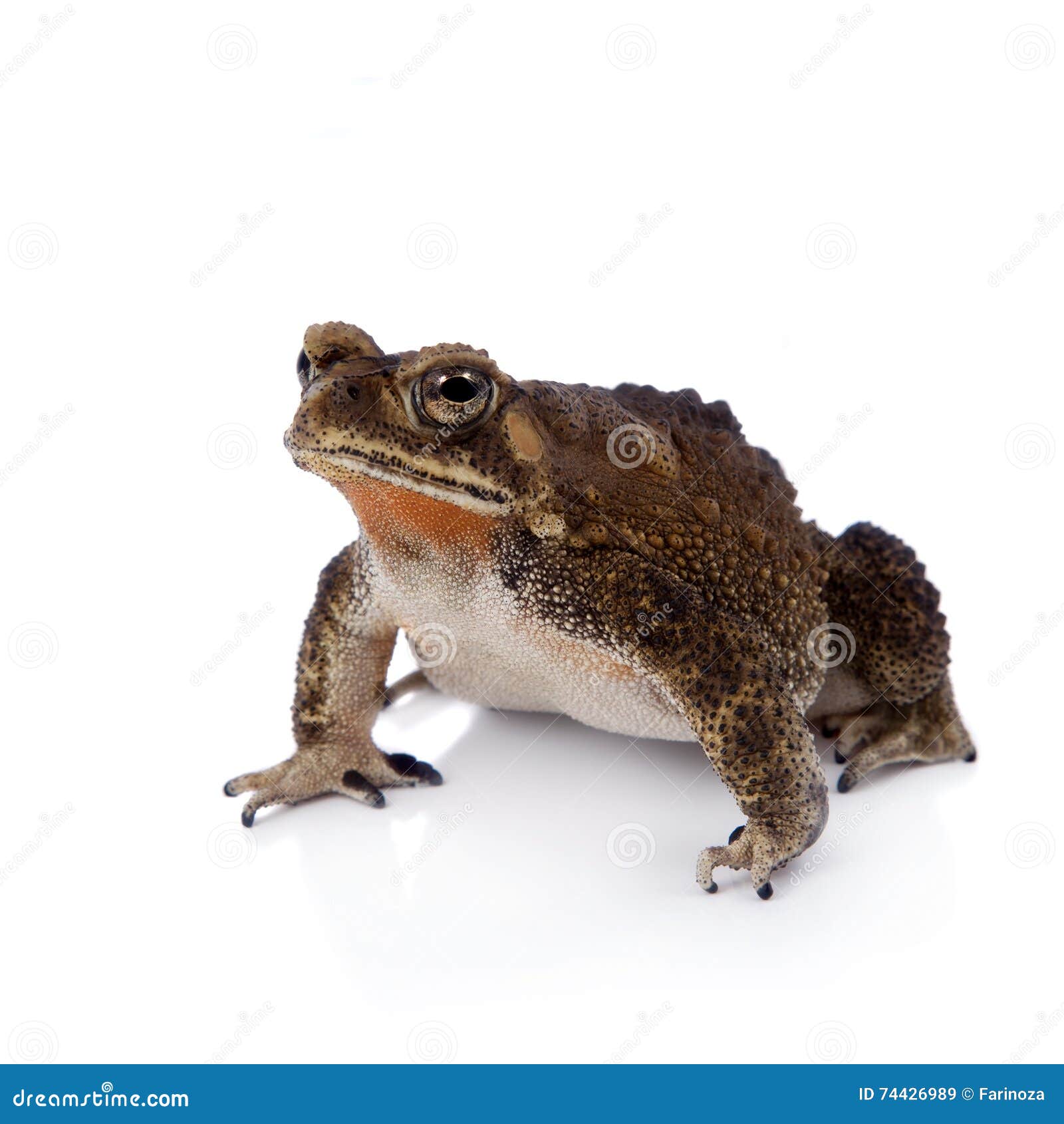 Asian Common Toad Duttaphrynus Melanostictus Stock Photo ...