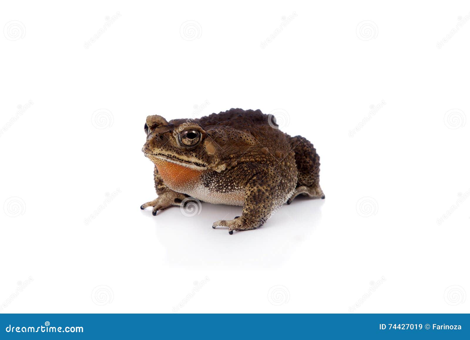 Asian Common Toad Duttaphrynus Melanostictus Stock Photo ...