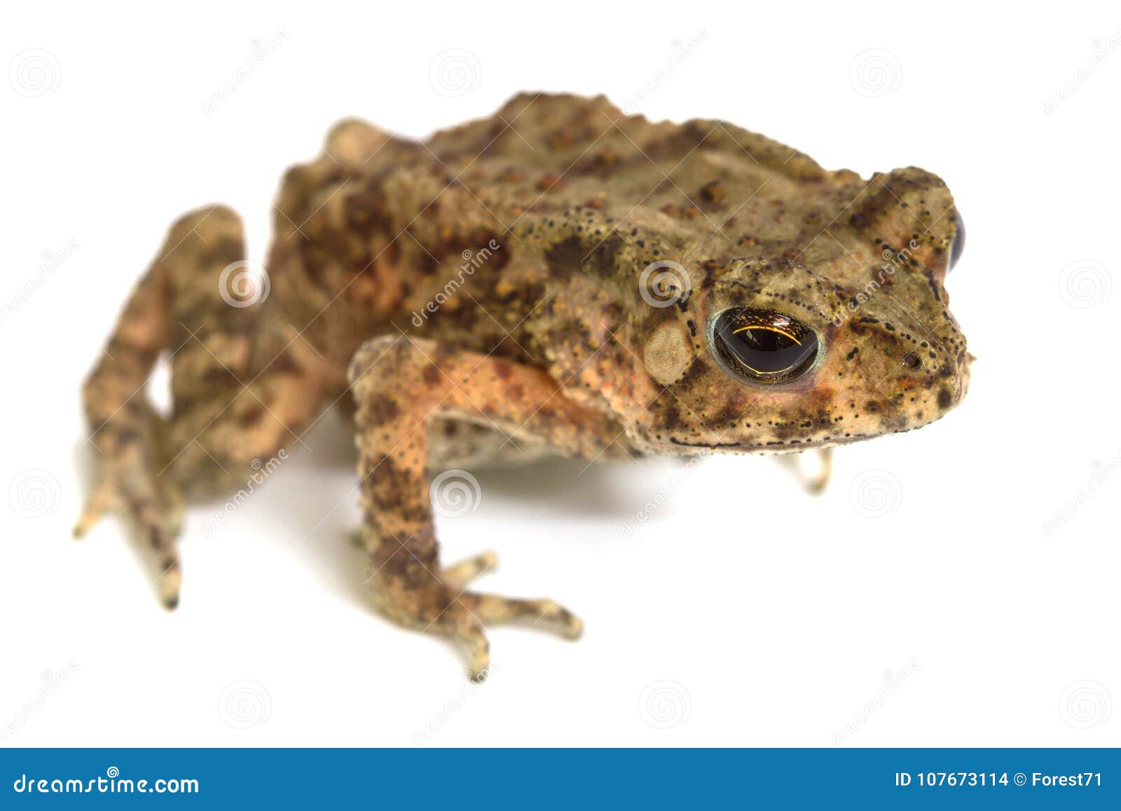 Asian Common Toad Duttaphrynus Melanostictus Stock Photo ...
