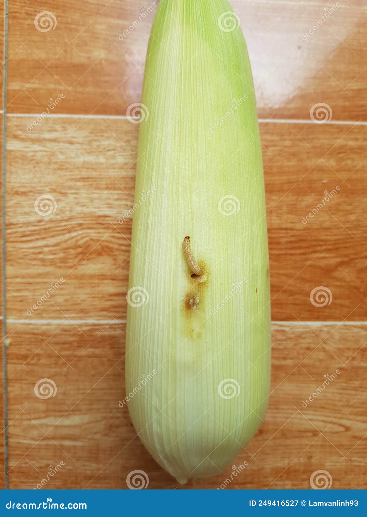 Asian Corn Borer Attack Corn Fruit Stock Image - Image of attack, borer ...