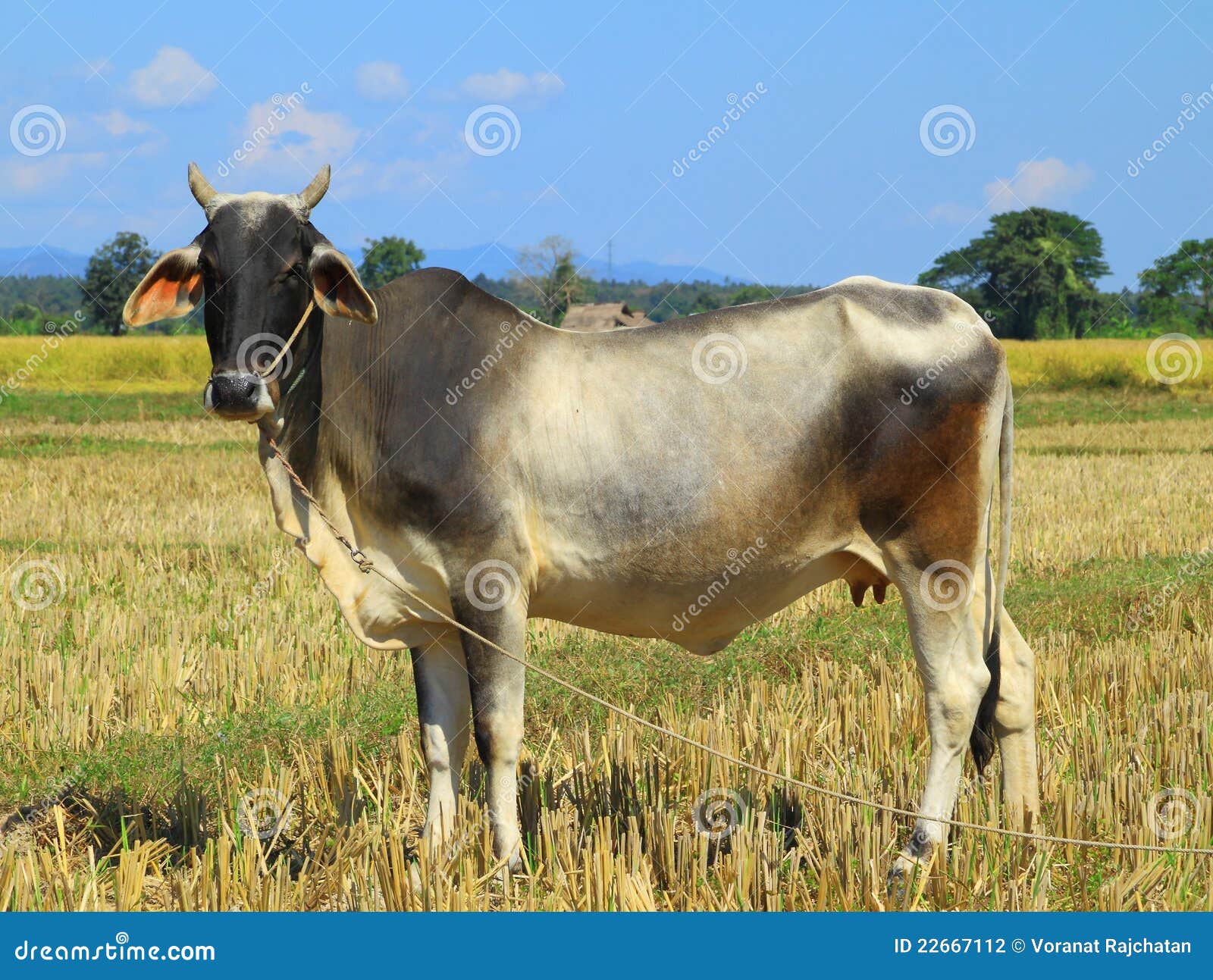 Asian cow stock photo. Image of agriculture, thai, outside - 22667112