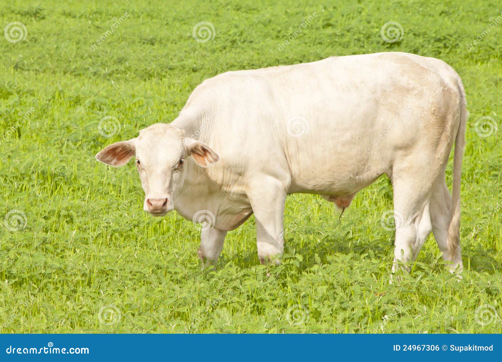 Asian cow stock photo. Image of grass, sunny, green, field - 24967306