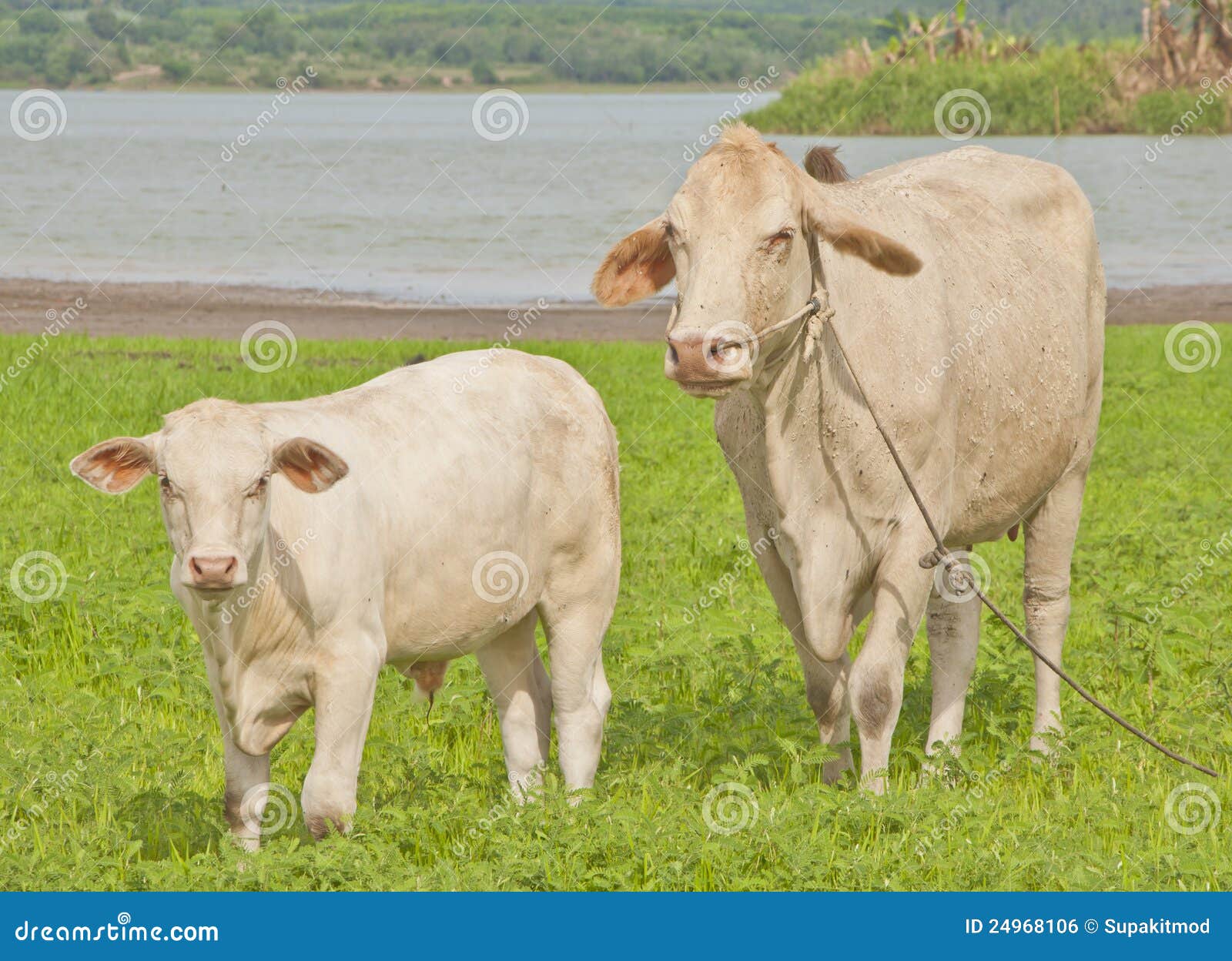 Asian cow stock photo. Image of looking, country, field - 24968106