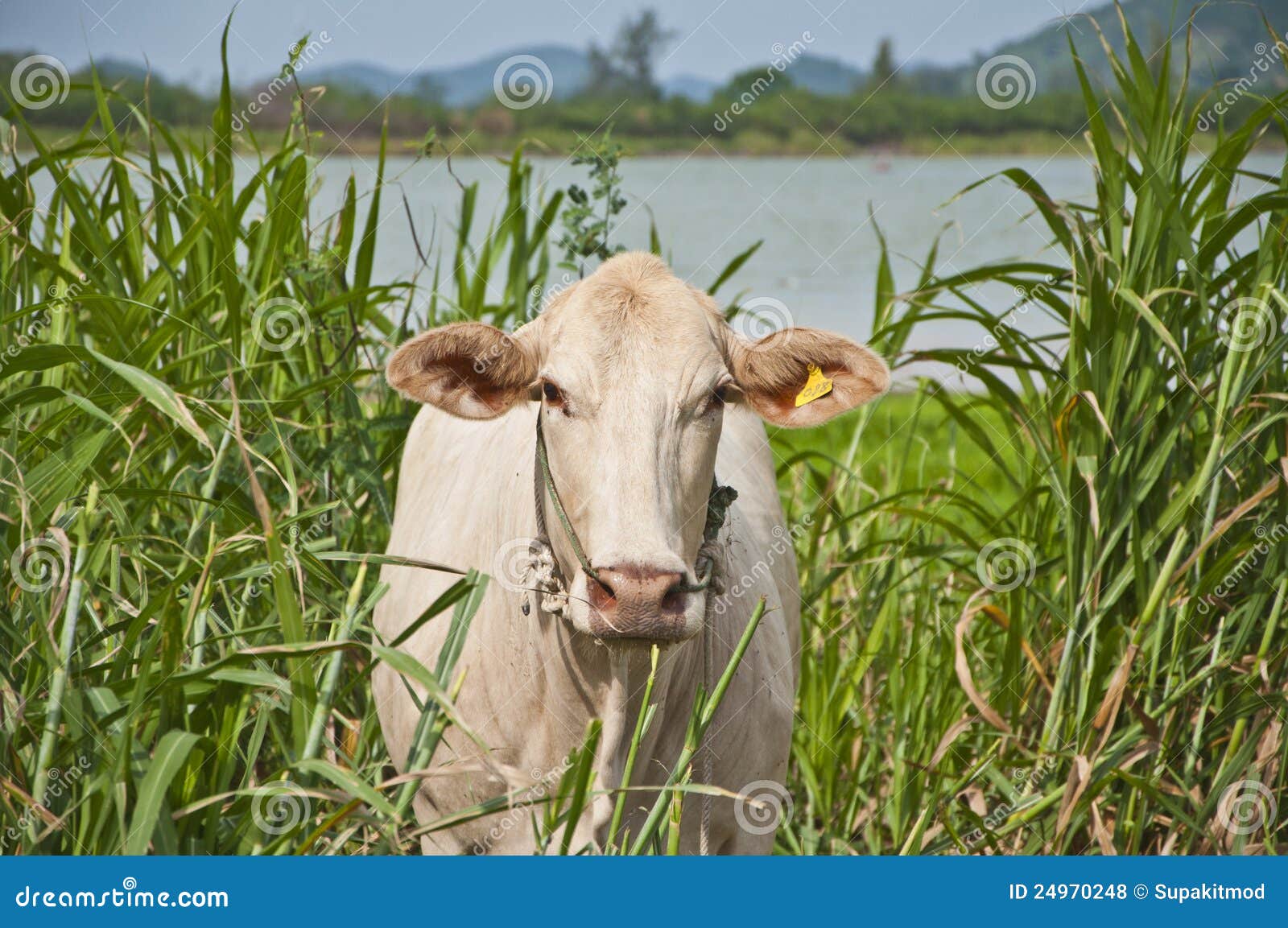 Asian cow stock photo. Image of nature, looking, field - 24970248