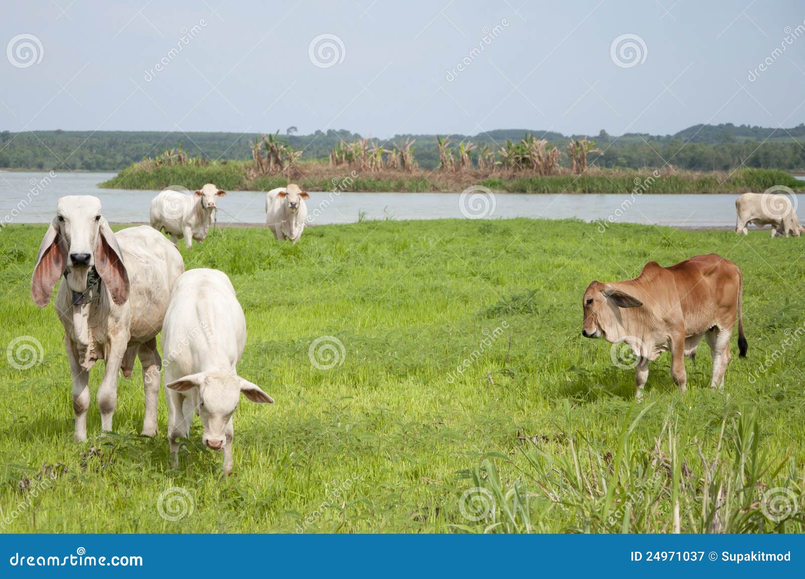 Asian cow stock image. Image of grass, sunny, field, animal - 24971037