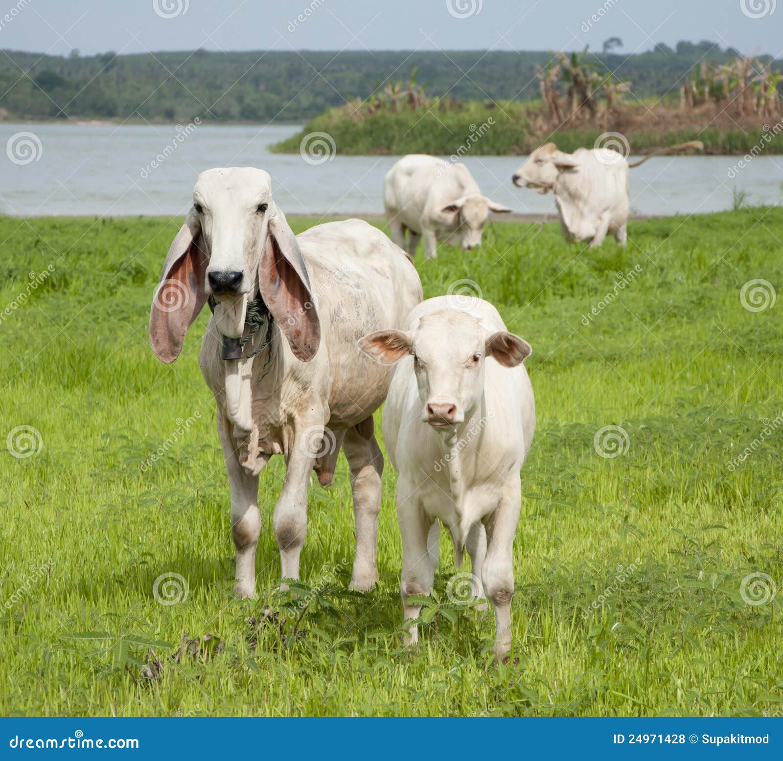 Asian cow stock photo. Image of grass, standing, sunny - 24971428