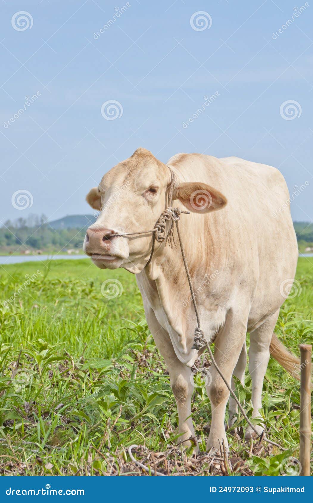 Asian cow stock image. Image of nature, standing, grass - 24972093