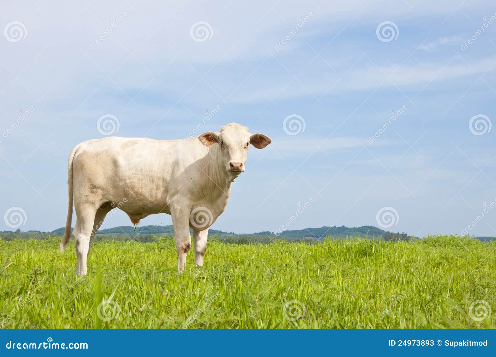 Asian cow stock image. Image of sunny, green, country - 24973893