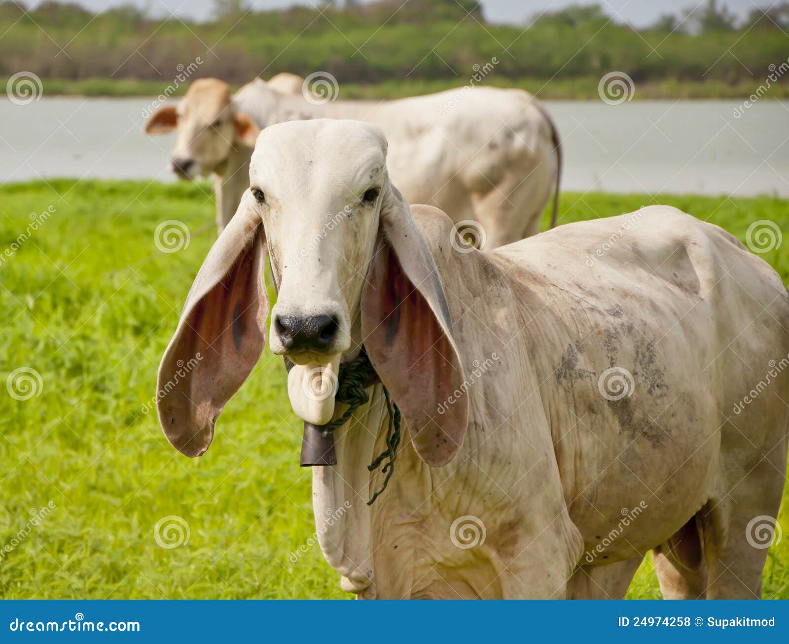 Asian cow stock photo. Image of country, sunny, looking - 24974258