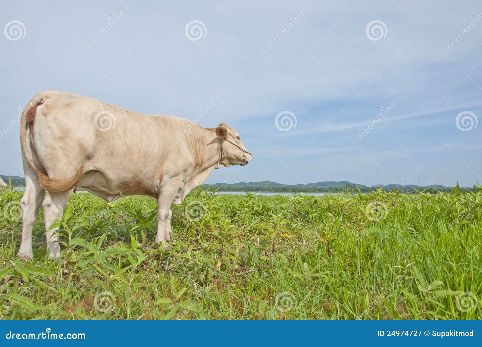 Asian cow stock image. Image of looking, country, green - 24974727