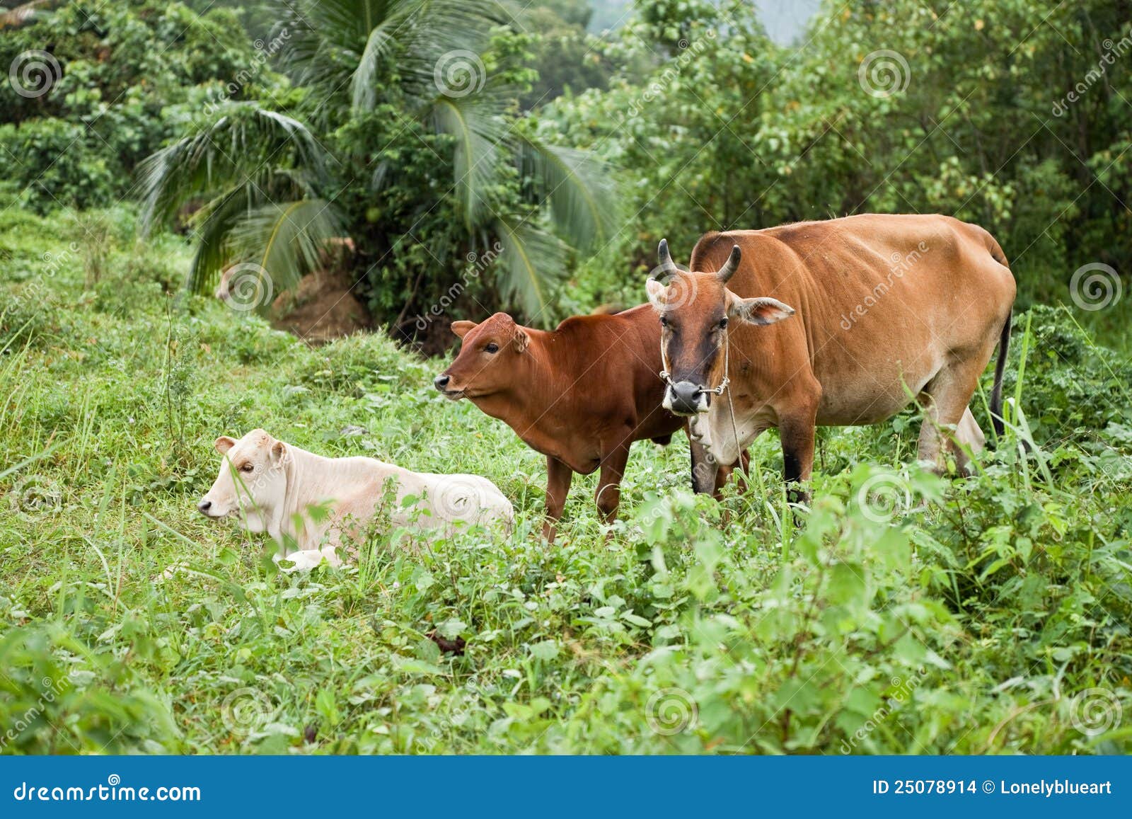 Asian cow stock photo. Image of bevy, rural, tropical - 25078914