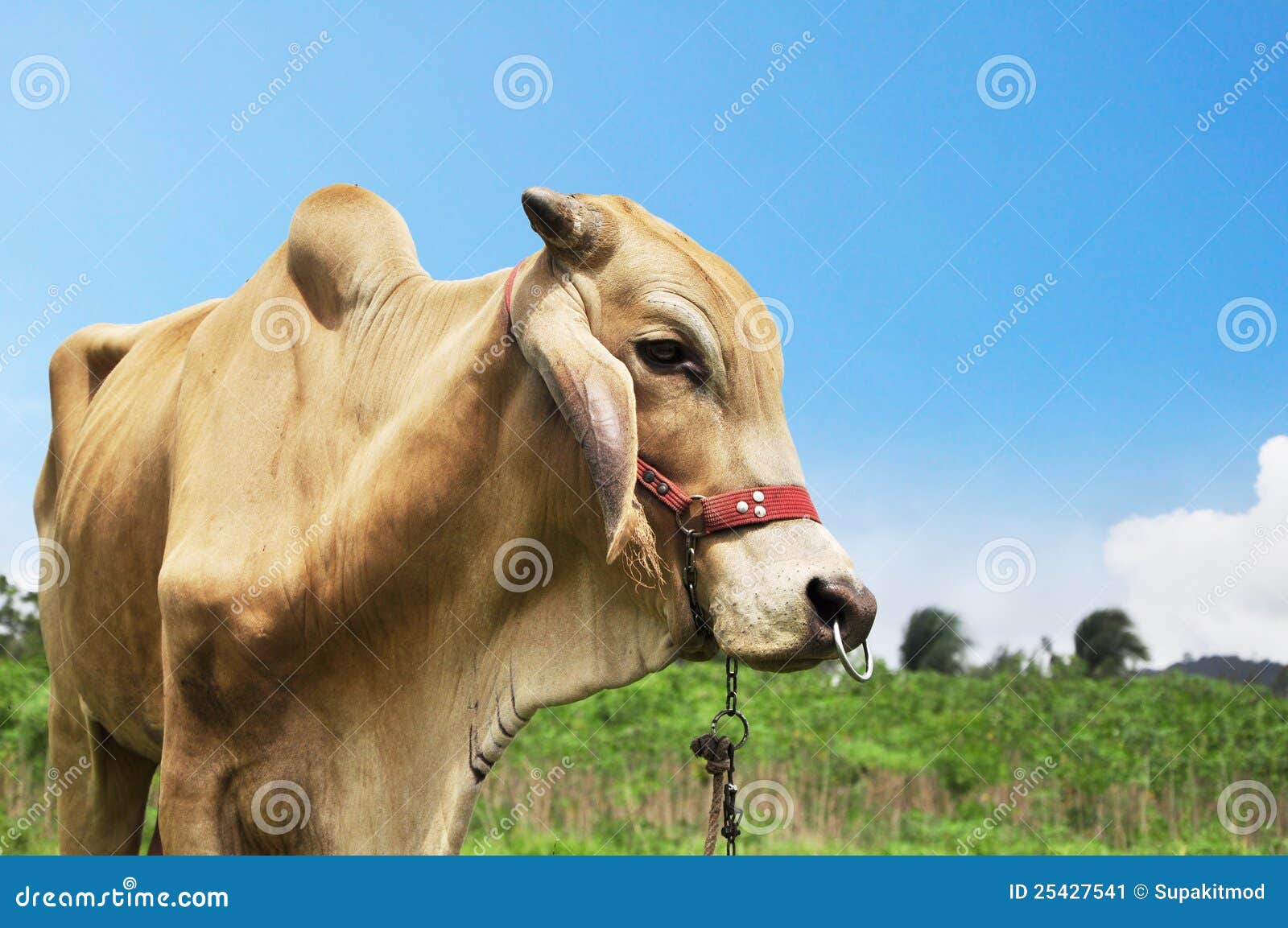Asian cow stock image. Image of nature, color, animal - 25427541