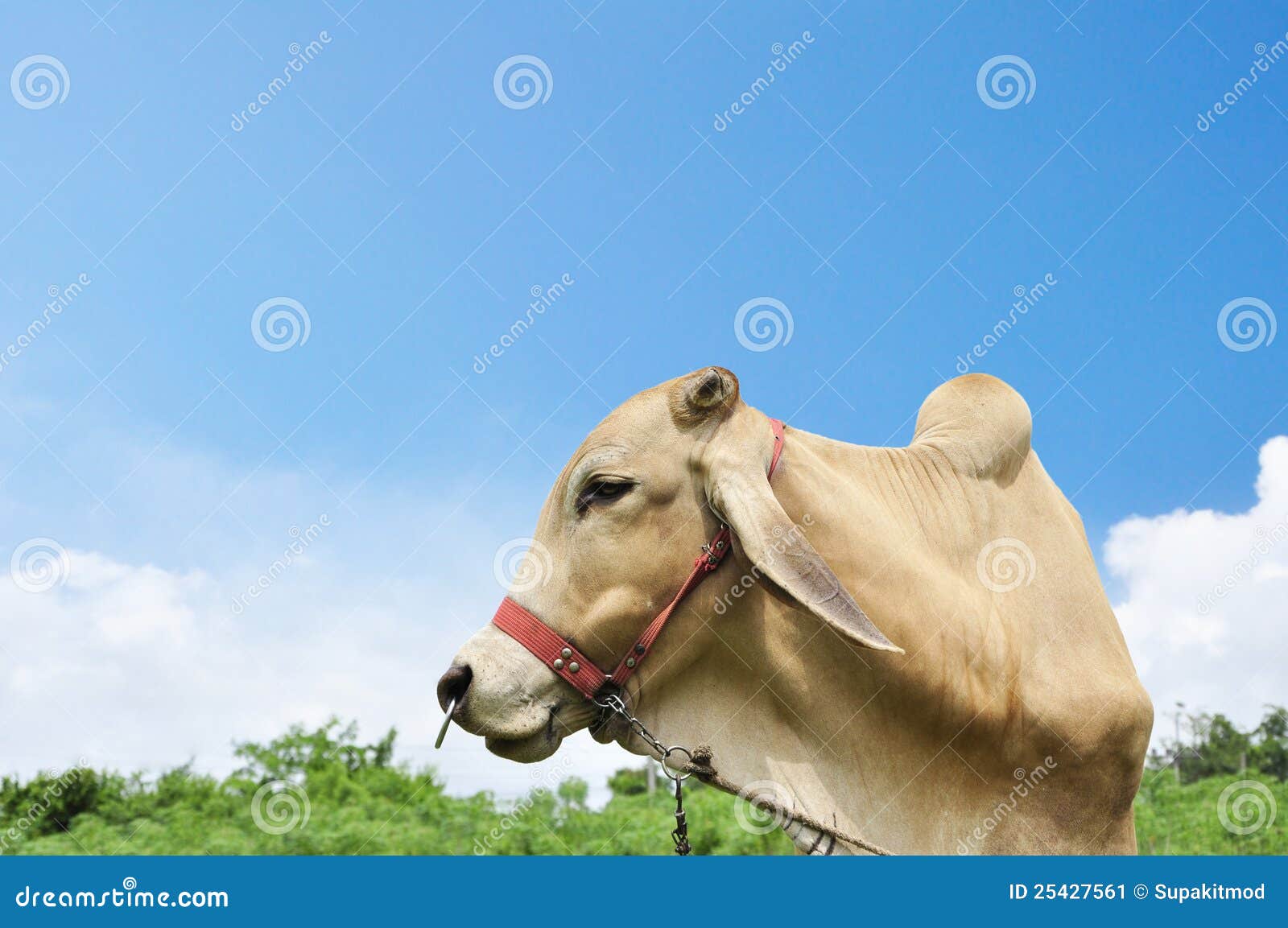 Asian cow stock image. Image of snout, horse, ecosystem - 25427561