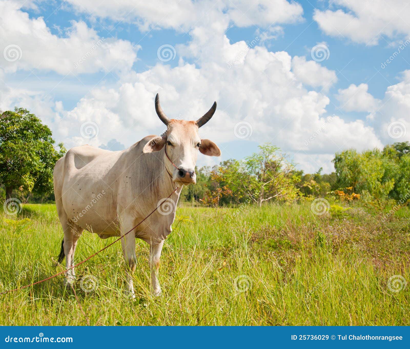 Asian cow stock image. Image of meadow, beef, asian, country - 25736029