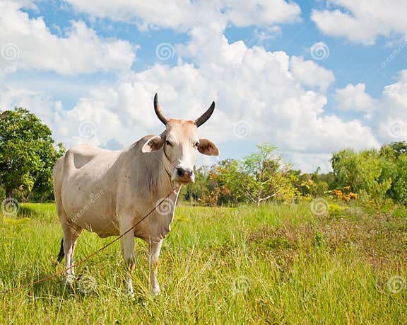 Asian cow stock image. Image of meadow, beef, asian, country - 25736029
